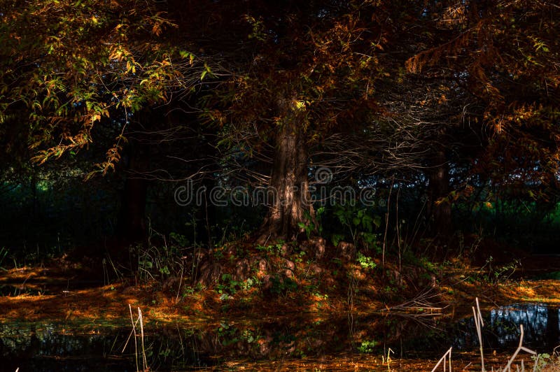 Image of a Tree in Marsh Land Stock Photo - Image of november ...