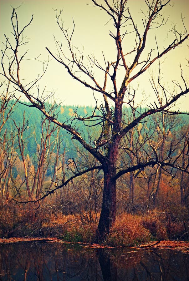 Tree in a marshy landscape stock image. Image of dead - 31204647