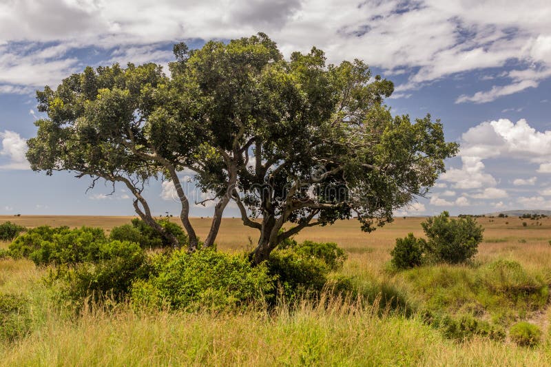 Tree in Masai Mara National Reserve, Ken Stock Photo - Image of bush ...