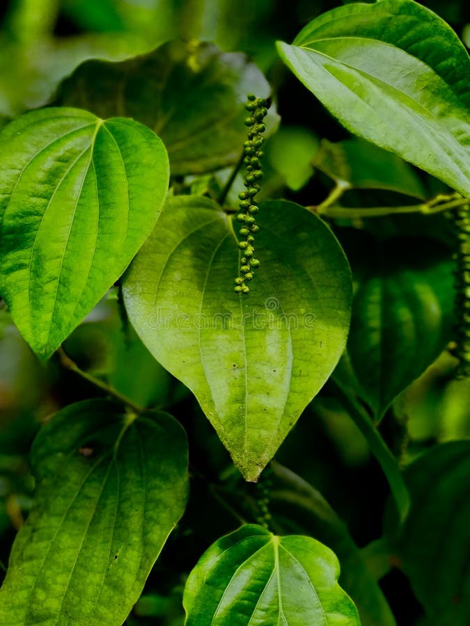 Lefe stock photo. Image of life, sunlinghting, lefe - 104454760