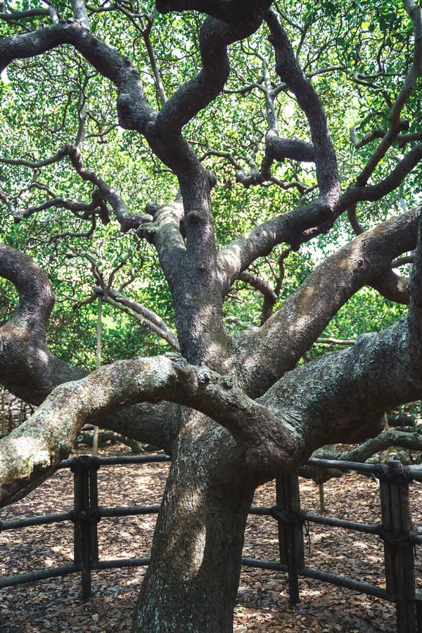 A Tree with Massive Branches and Creates Forrest from a Single Tree ...