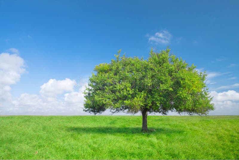 Tree on meadow stock photo. Image of land, summer, rural - 11725068