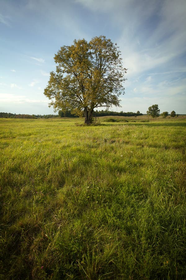 Tree in a meadow stock photo. Image of rural, field, single - 21697886