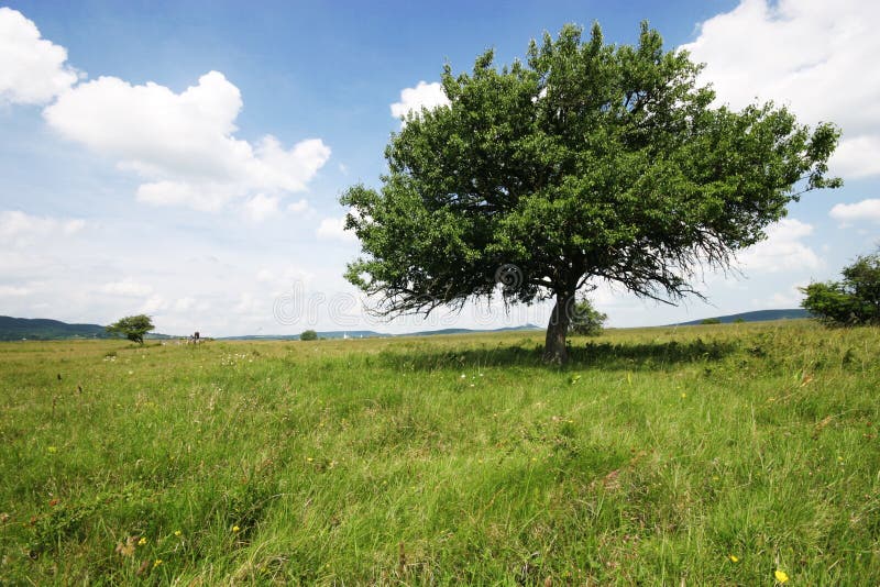 Tree on a meadow stock photo. Image of pasture, landscaped - 3963542