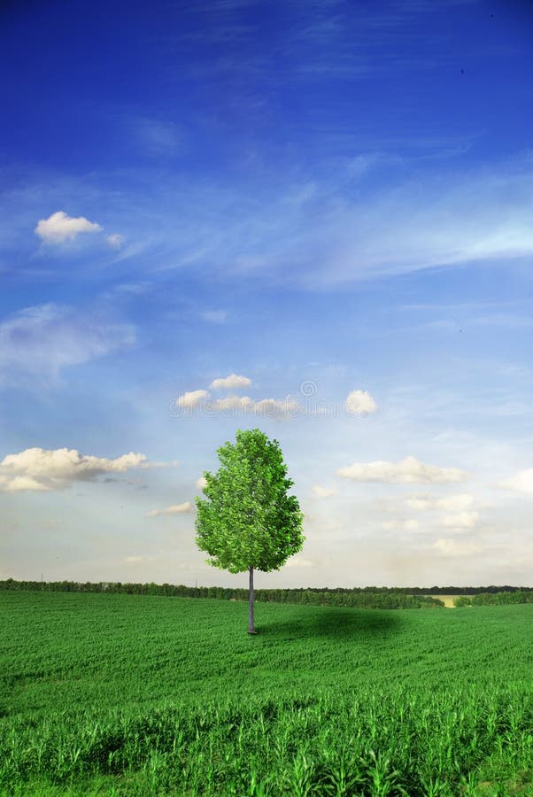 Meadow with tree stock image. Image of clear, beauty, color - 7915269