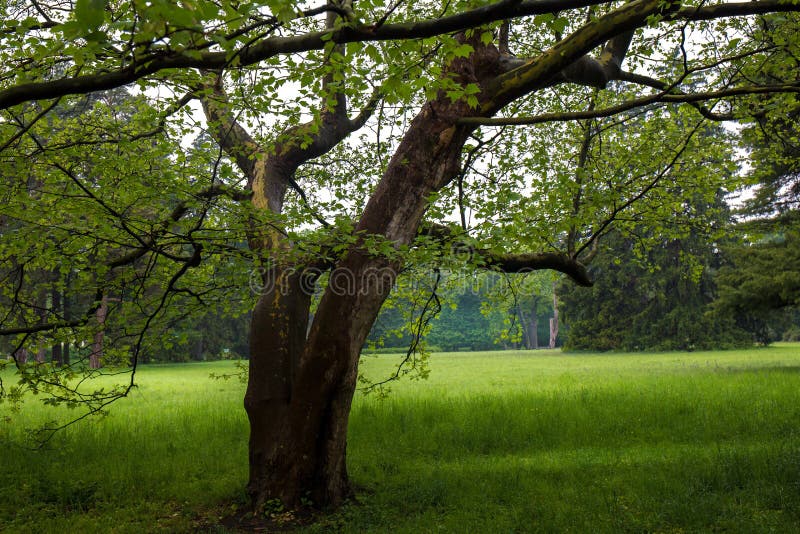 Tree in the meadow stock photo. Image of grass, landscape - 141646918