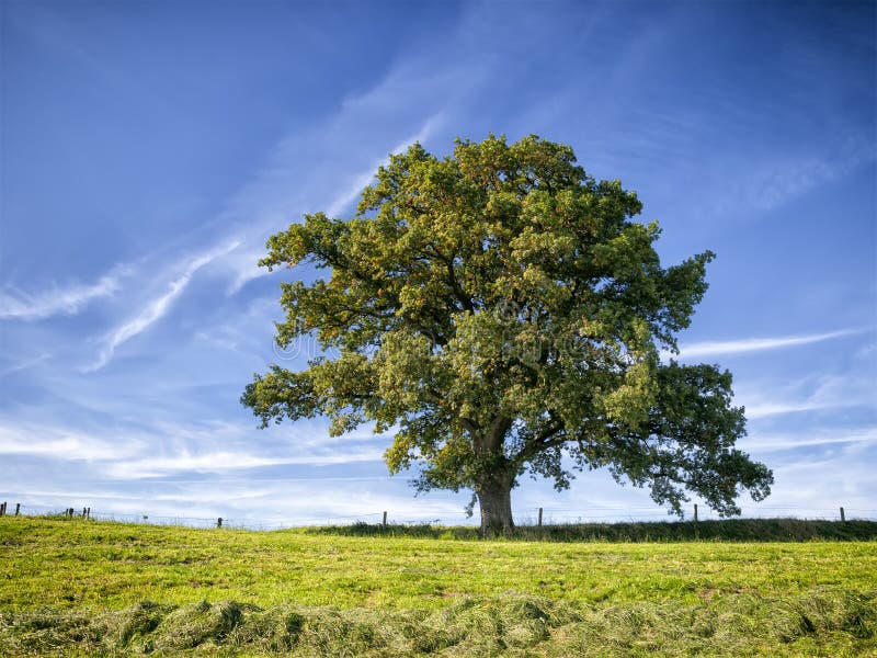 Tree and meadow stock image. Image of beautiful, plant - 46175017