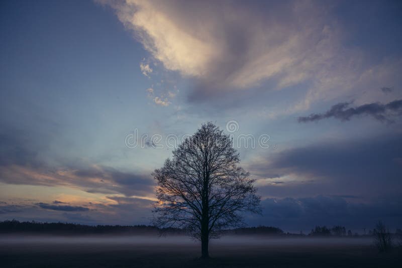 Tree on a Meadow in Mazowsze Region of Poland Stock Image - Image of ...