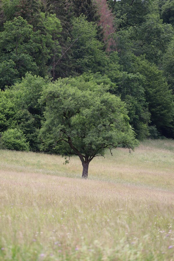 Tree on a meadow stock photo. Image of trunk, wood, forest - 187704598