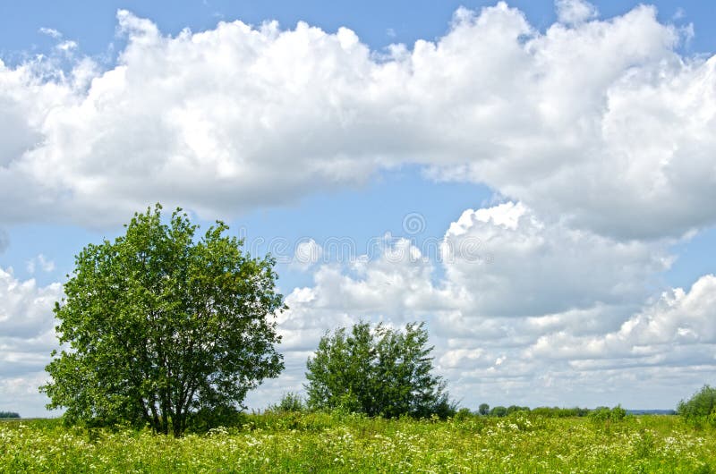 Tree in a Meadow on Nice Summer Day Stock Photo - Image of peace, leaf ...