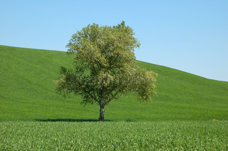 Tree in meadow stock image. Image of green, branch, meadow - 63379605