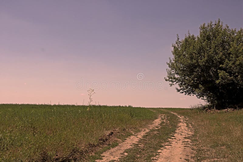 Tree and Meadow in the Summer Stock Image - Image of europe, nature ...