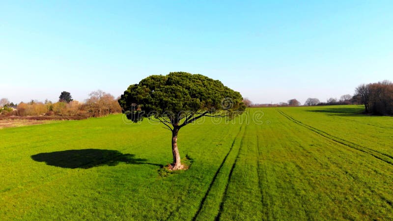 A Tree in a Meadow during Summer Stock Photo - Image of green, grass ...