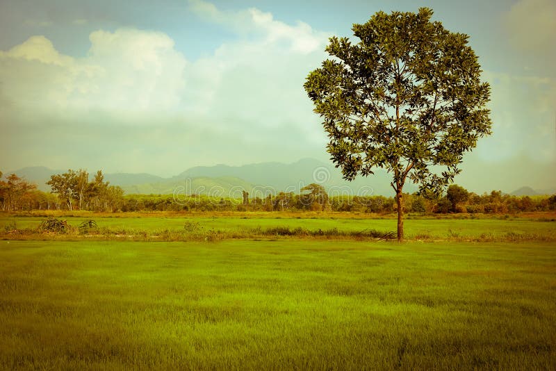Tree stock photo. Image of meadow, horizon, sunny, nature - 51820256