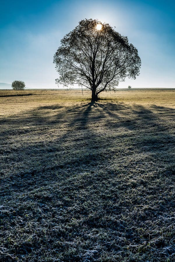 Tree in Meadow at Sunrise. stock photo. Image of environment - 259504328