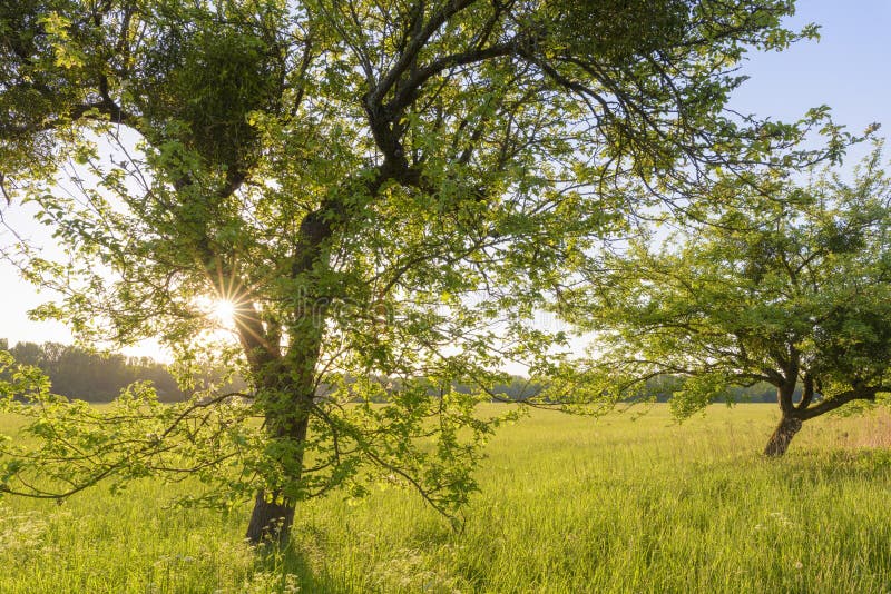 Old Tree in Meadow stock photo. Image of australia, hills - 6222240