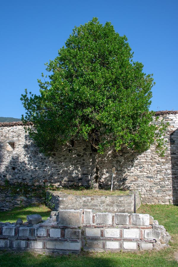 A tree in a medieval town stock photo. Image of estate - 289072926