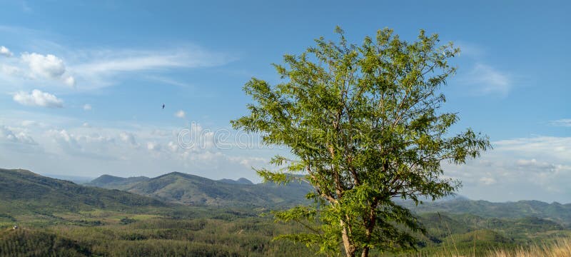 A Tree on the Meratus Mountains of South Borneo Stock Image - Image of ...