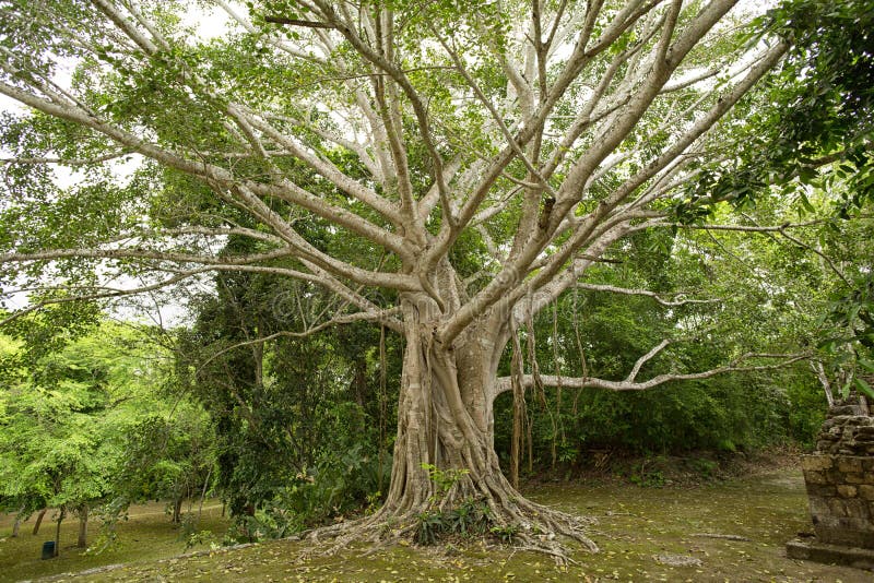 Tree in the Mexican jungle stock image. Image of yucatan - 101387723