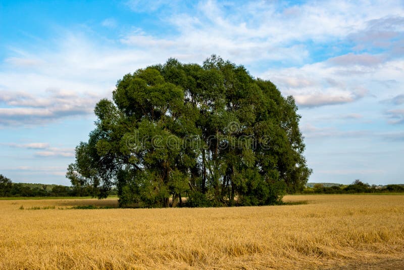 A Tree in the Middle of the Cereal Field Stock Photo - Image of russian ...