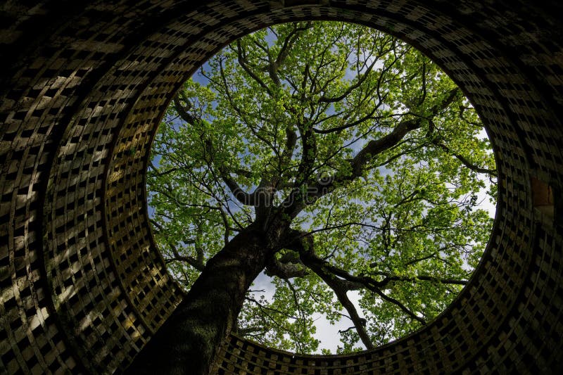 The Tree in the Middle of a Circular Brick Structure is Shown Stock ...