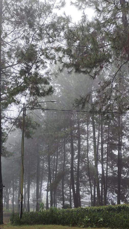 Tree in the Middle of the Cold Atmosphere Stock Image - Image of tree ...