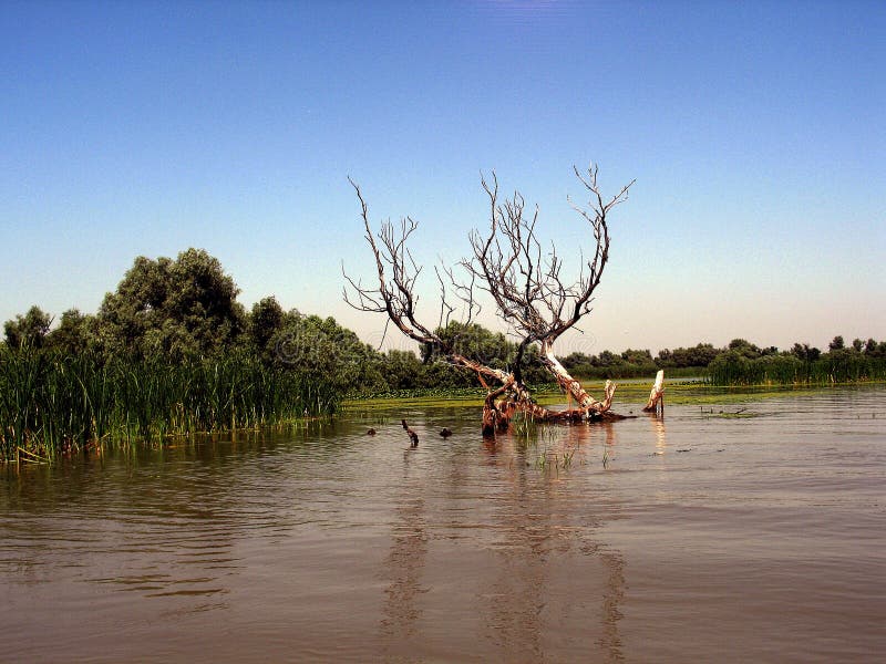 Tree in the Middle of the Danube Delta, Romania Stock Image - Image of ...