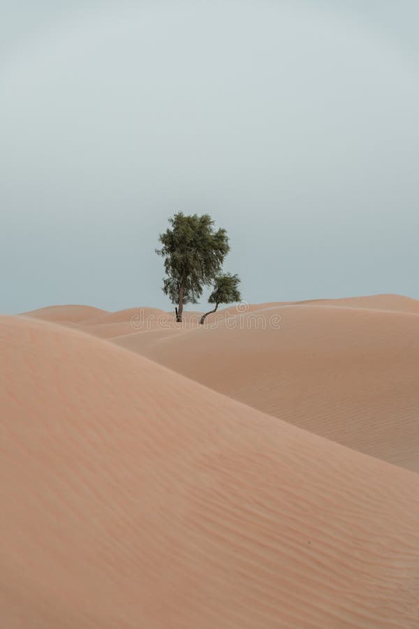 Tree in the Middle of the Desert in Dubai Stock Image - Image of butte ...