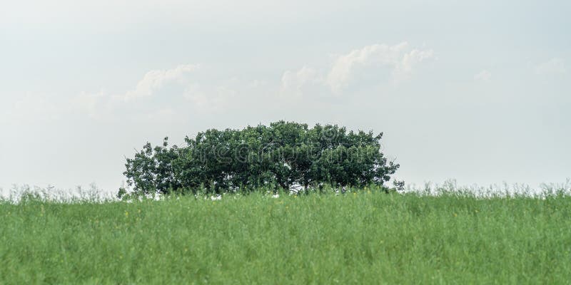Tree in Middle of Farm Field in Summer Stock Image - Image of summer ...