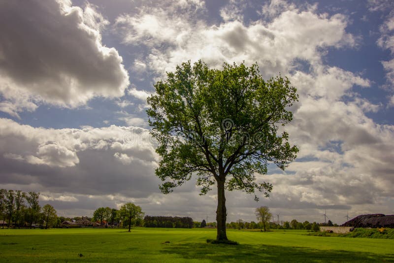 Tree in the Middle of a Field Stock Image - Image of landscape, grass ...