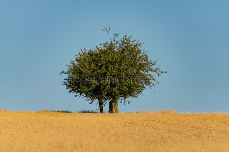 Tree in the Middle of the Field in the Background of Blue Sky Stock ...