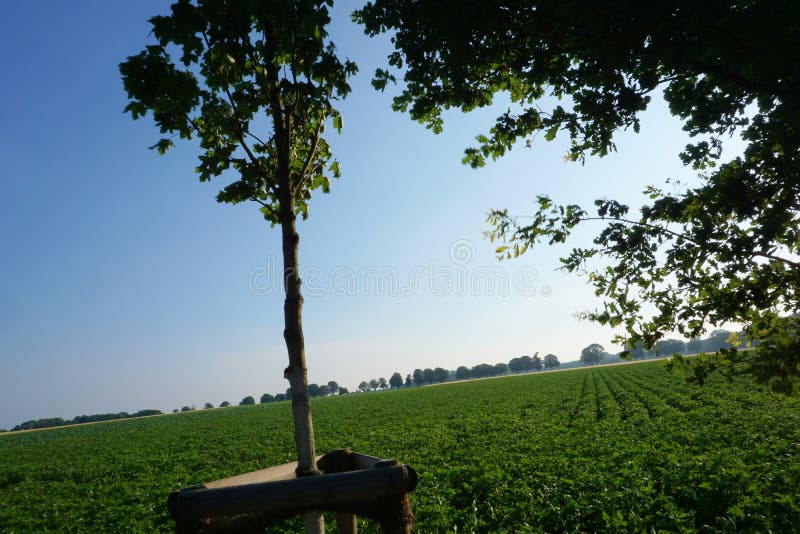 Tree in a Middle of a Field Stock Photo - Image of farm, nature: 126748326