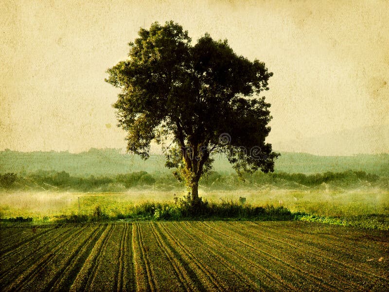 Tree in the Middle of the Field Stock Image - Image of yellow, lines ...
