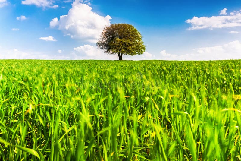 Tree in the Middle of a Field of Green Wheat Stock Photo - Image of ...