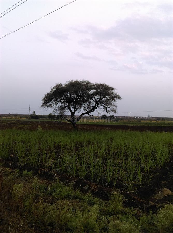 Tree in the Middle of the Field in Indian Village Stock Image - Image ...