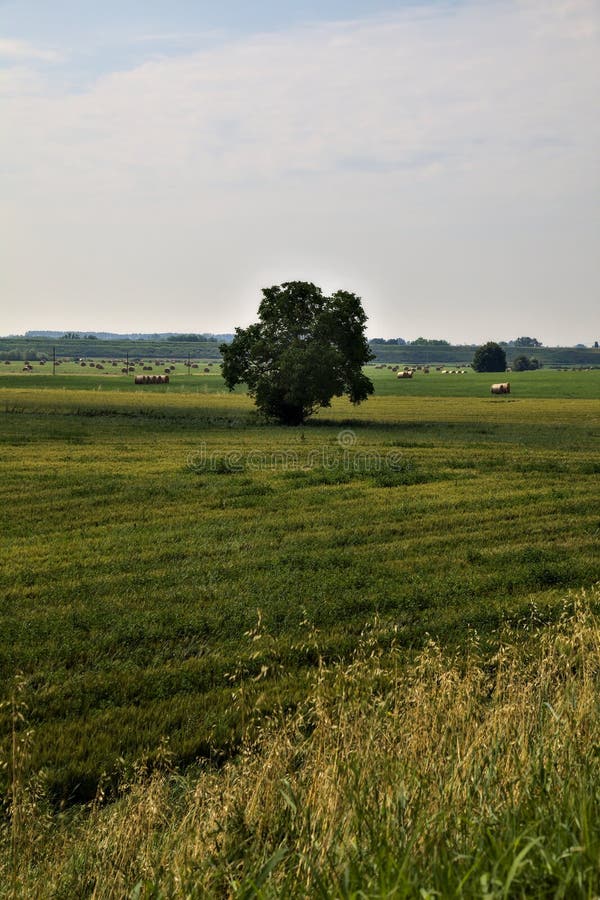 Tree in the Middle of a Field in the Italian Countryside in Summer ...