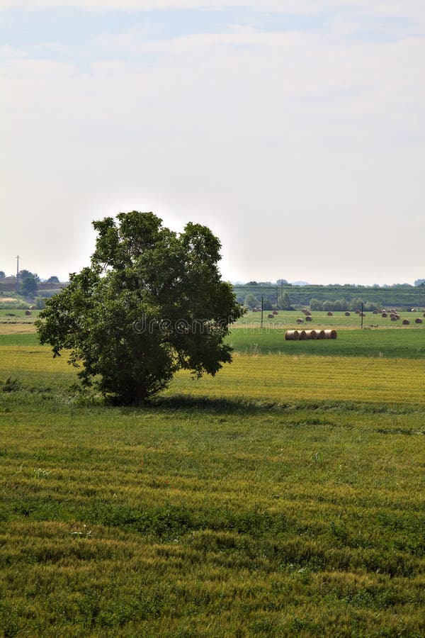 Tree in the Middle of a Field in the Italian Countryside in Summer ...