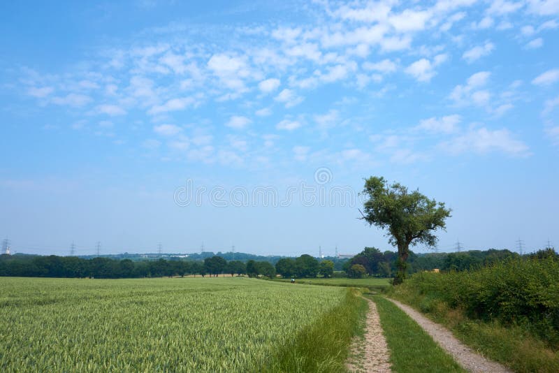 Tree in a Middle of a Field Stock Photo - Image of grass, agriculture ...