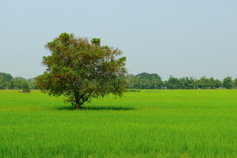 Tree in the Middle of the Field. Stock Photo - Image of tree, branches ...
