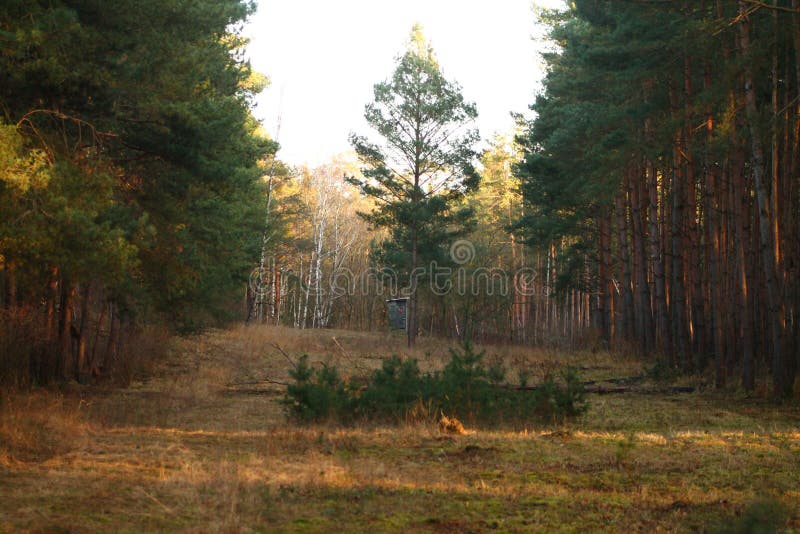 Tree in the Middle of a Forest with Its Branches Cut and Aid upon the ...