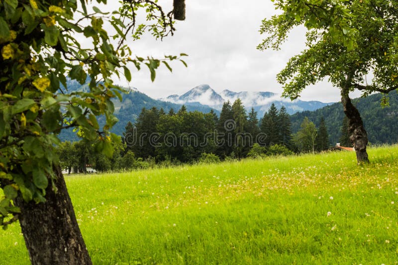 Tree in the Middle of Green Meadow Next To a Forest Stock Photo - Image ...