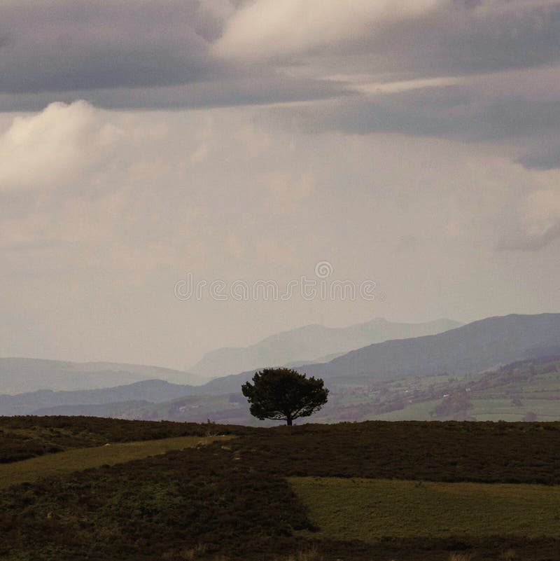 Tree in the Middle of a Meadow Stock Photo - Image of green, grass ...