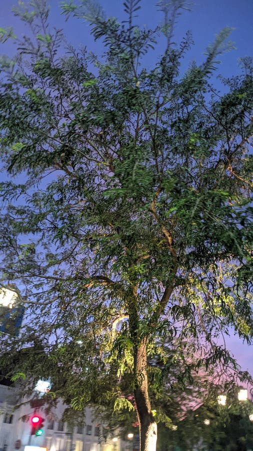 Tree in the Middle of the Night City Stock Photo - Image of autumn ...