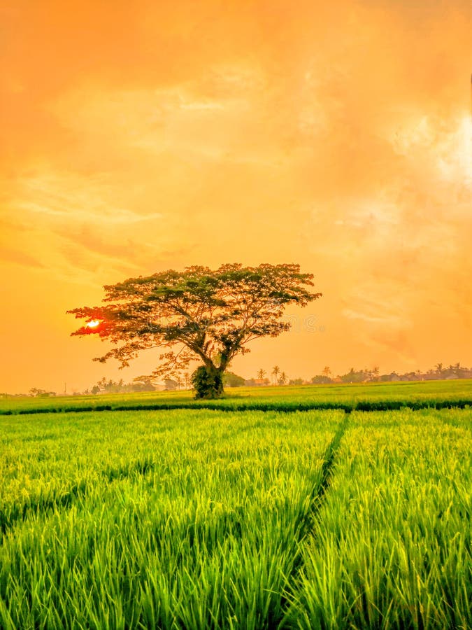 Tree in the Middle of the Paddy Field Stock Photo - Image of oneness ...