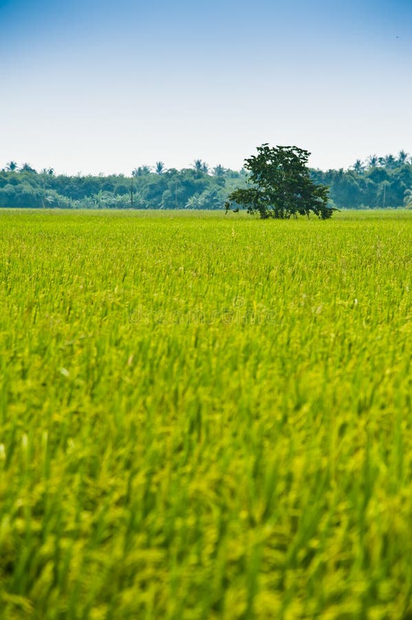 Tree in the Middle of Padi Field Stock Photo - Image of field, tree ...