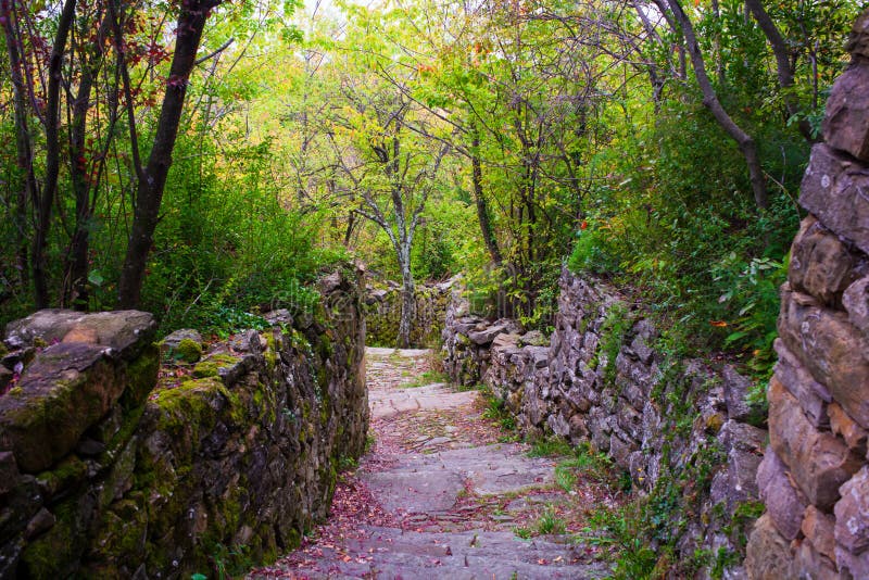 Tree in the Middle of the Path Stock Image - Image of sentiero, road ...