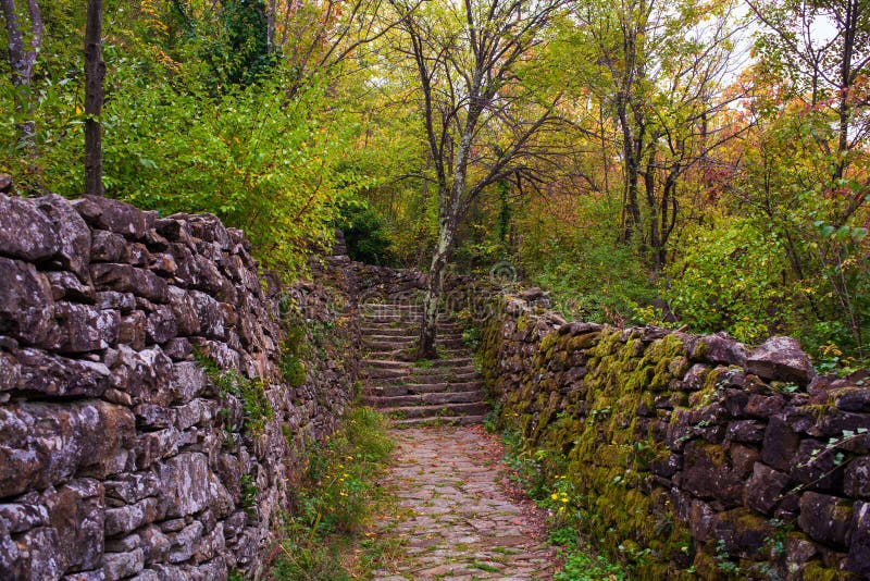 Tree in the Middle of the Path Stock Photo - Image of wall, protection ...