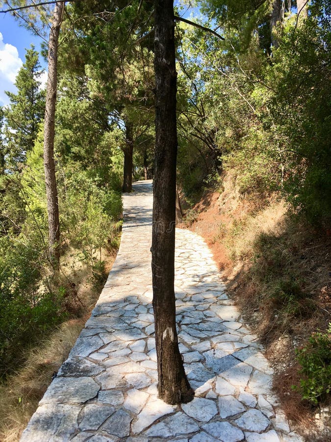 Nature is playful stock photo. Image of green, tree - 144145928