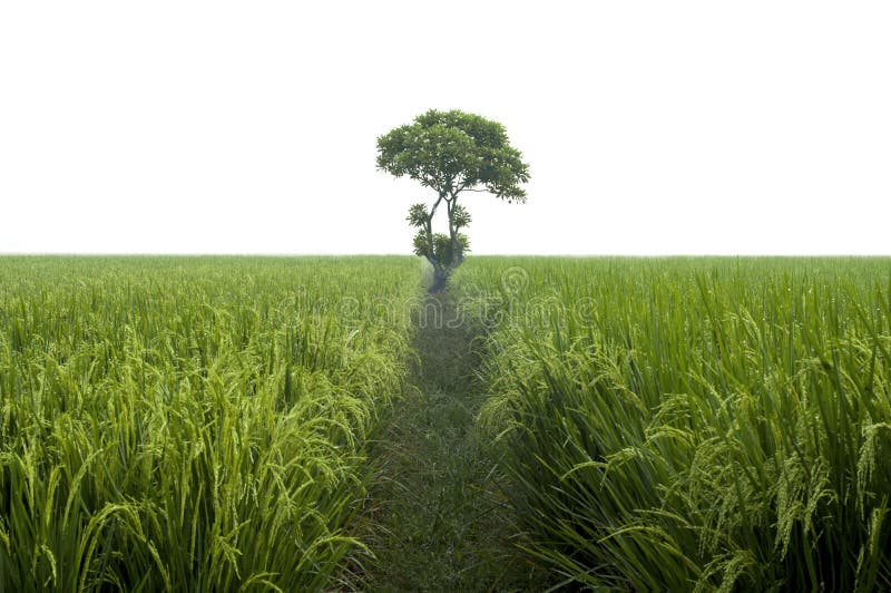 A Tree in the Middle of a Rice Field Stock Photo - Image of field ...
