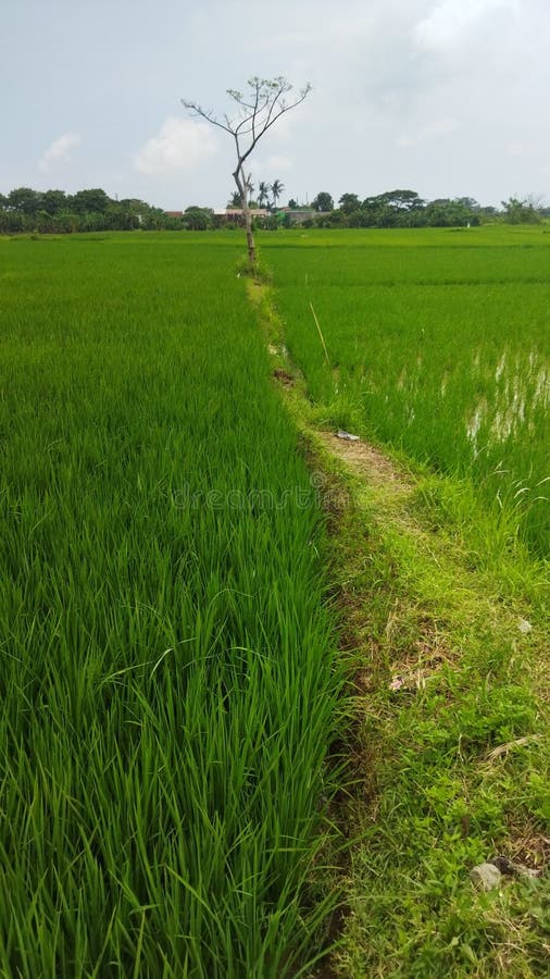 Tree in the Middle of Rice Field Stock Image - Image of meadow, rice ...